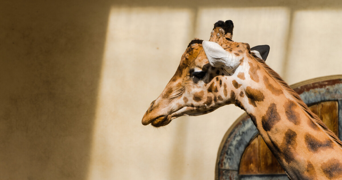 Zoo Basel | BaselLive