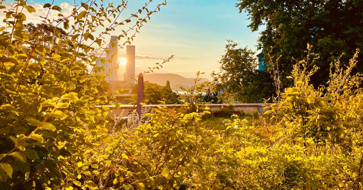 Edition #230 | BaselLive