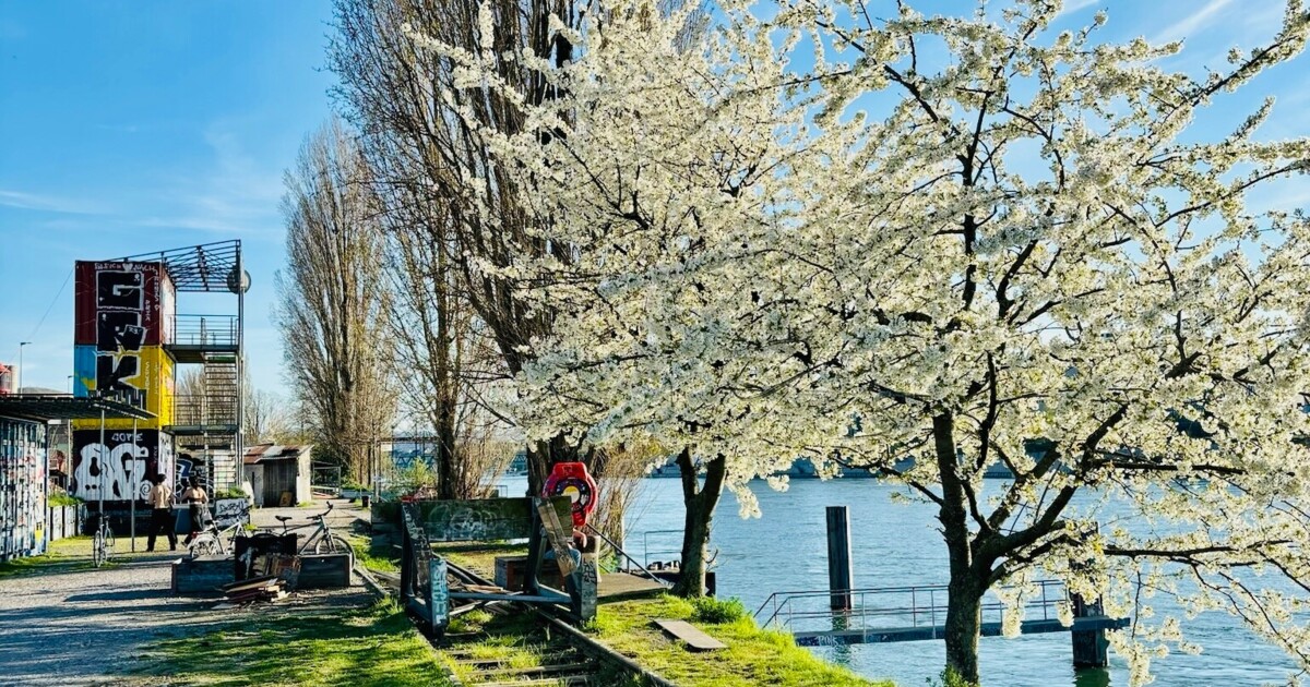 Edition #207 | BaselLive